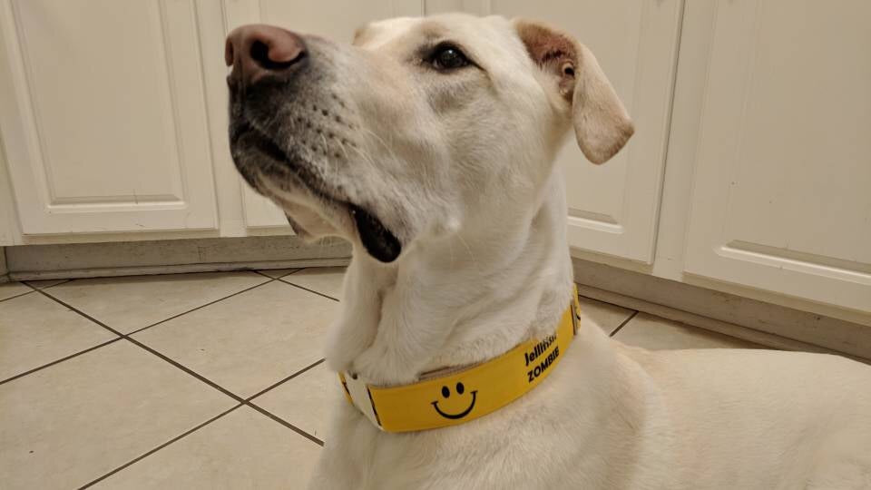Just Smile Dog Collar – JellifishZombie